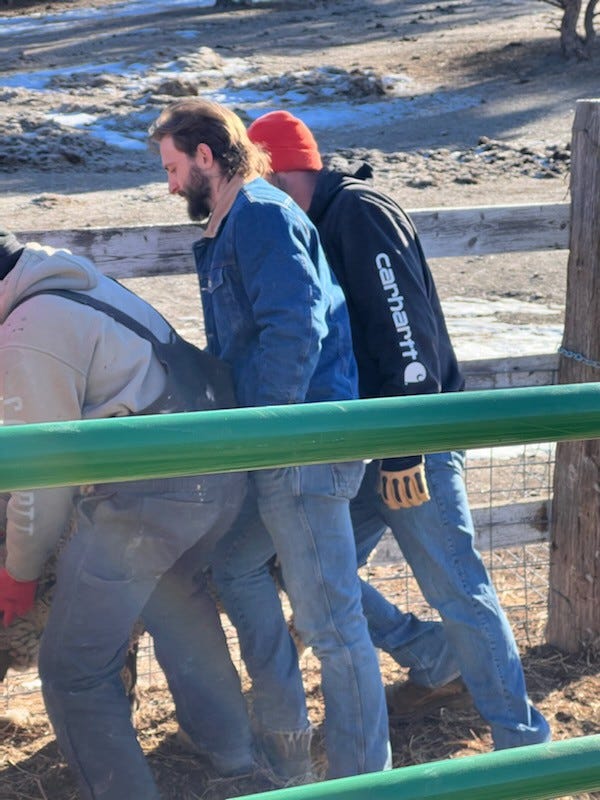 Sheep Wrestling Day - Fat Turkey Farm