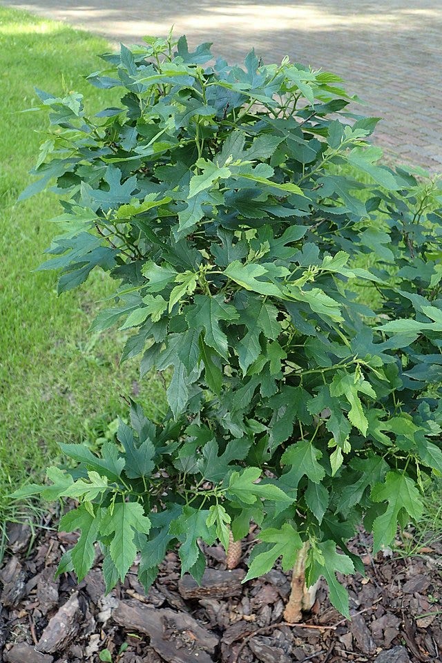 25 Native Fruit of Virginia - Feeding Appalachia