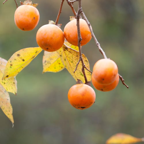 25 Native Fruit of Virginia - Feeding Appalachia