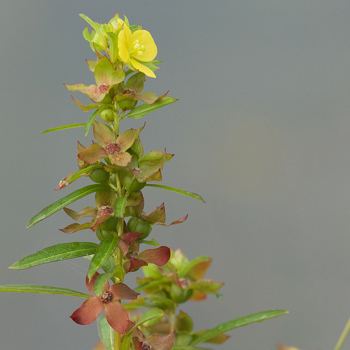 Secret Treasure of Seedbox - by Diane Porter - My Gaia