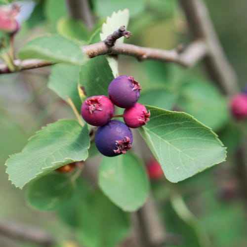25 Native Fruit of Virginia - Feeding Appalachia