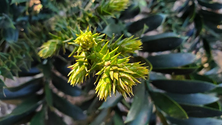 Bunya Nut - by J.P. - Bush Food Forager