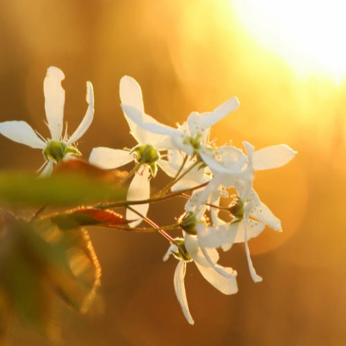 25 Native Fruit of Virginia - Feeding Appalachia