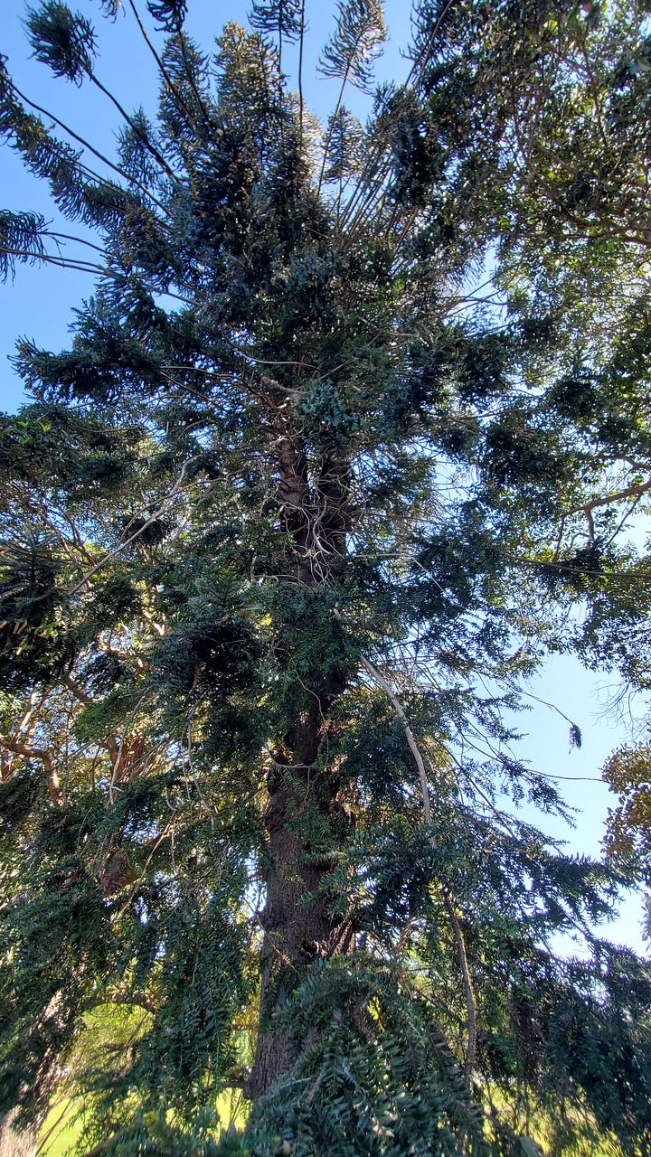 Bunya Nut - by J.P. - Bush Food Forager