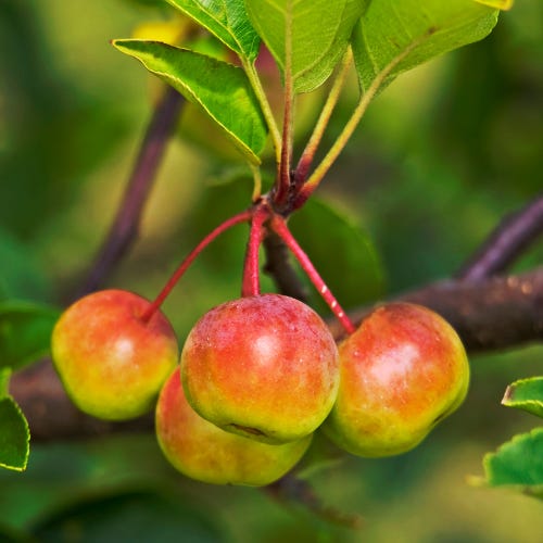 25 Native Fruit of Virginia - Feeding Appalachia