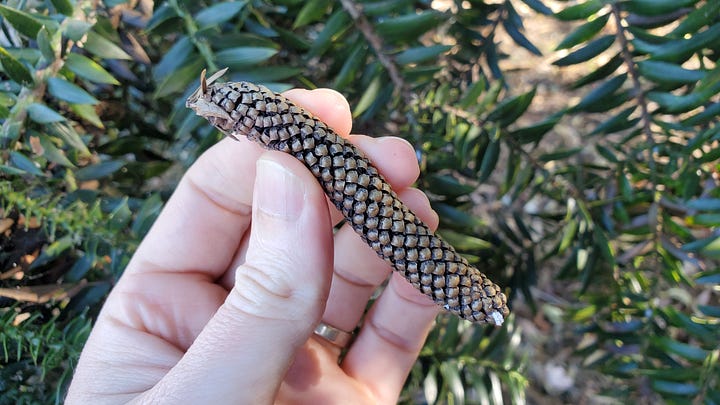 Bunya Nut - by J.P. - Bush Food Forager