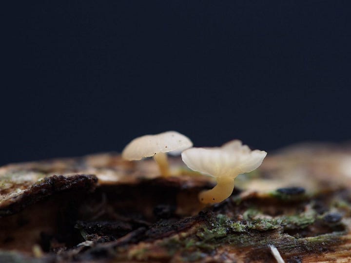 How to Capture Bioluminescent Mushroom Photos: A Comprehensive Guide