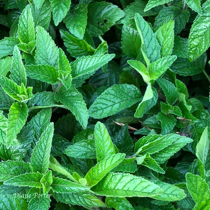 Downy Wood Mint - by Diane Porter - My Gaia