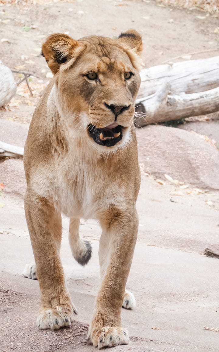 Reference Photos of Zoo Animals