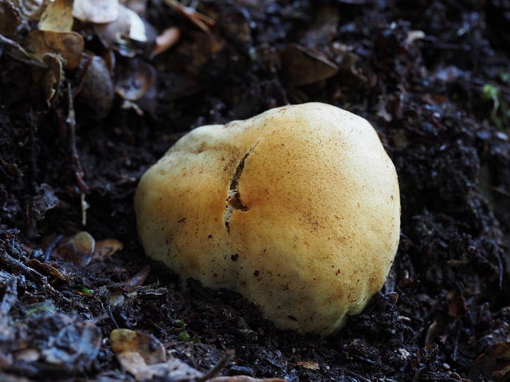 Unearthing the Colorful and Bizarre Pouch Fungi of New Zealand