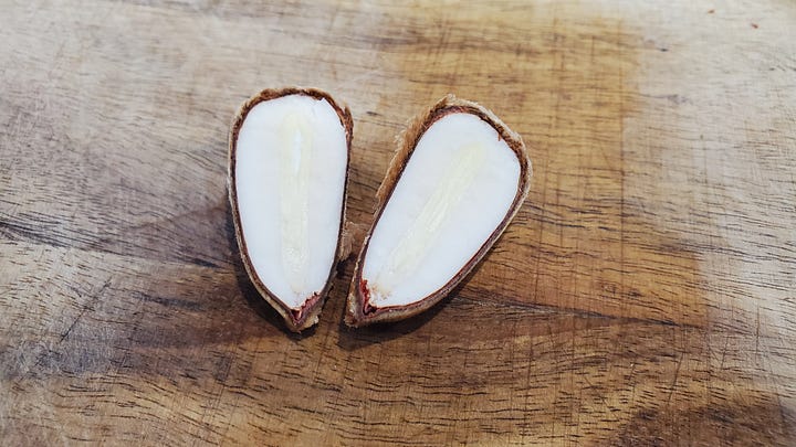 Bunya Nut - by J.P. - Bush Food Forager