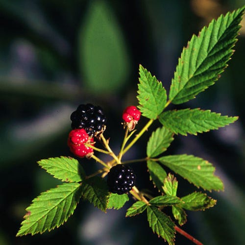 25 Native Fruit of Virginia - Feeding Appalachia