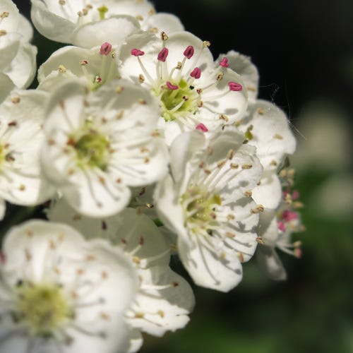 25 Native Fruit of Virginia - Feeding Appalachia