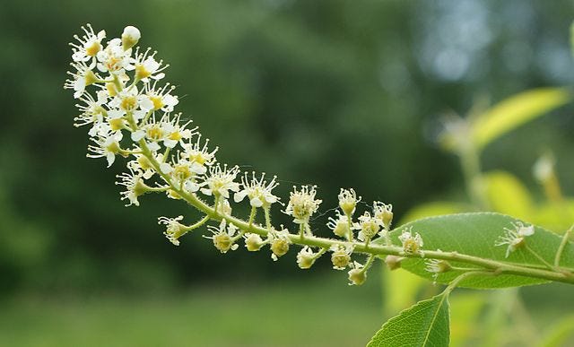 25 Native Fruit of Virginia - Feeding Appalachia