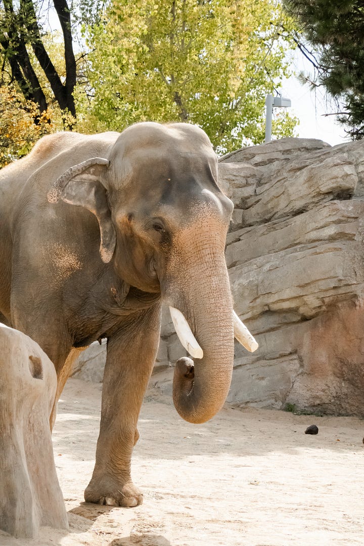 Reference Photos of Zoo Animals