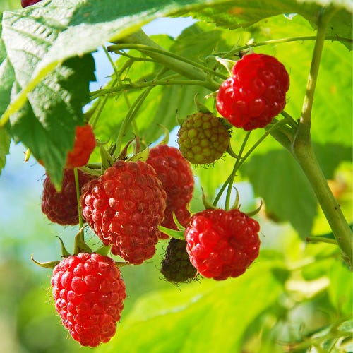 25 Native Fruit of Virginia - Feeding Appalachia