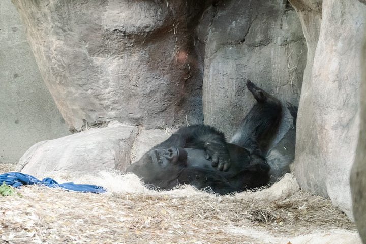 Reference Photos of Zoo Animals