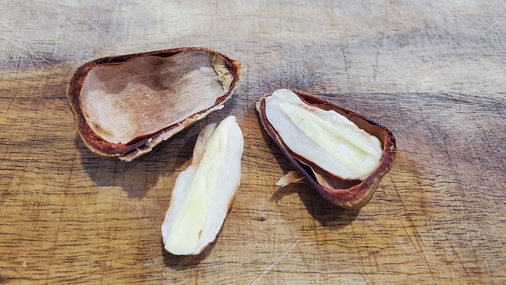 Bunya Nut - by J.P. - Bush Food Forager