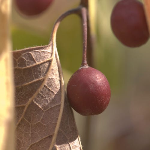 25 Native Fruit of Virginia - Feeding Appalachia