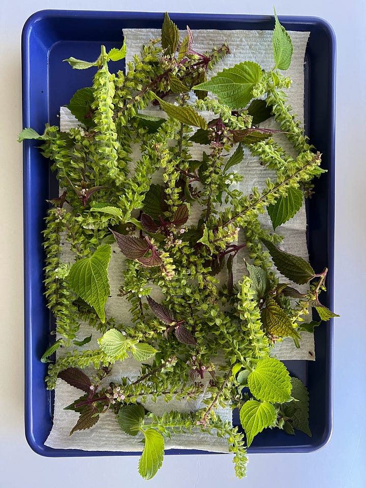 FWMO (fine with missing out) - becky carman: good question