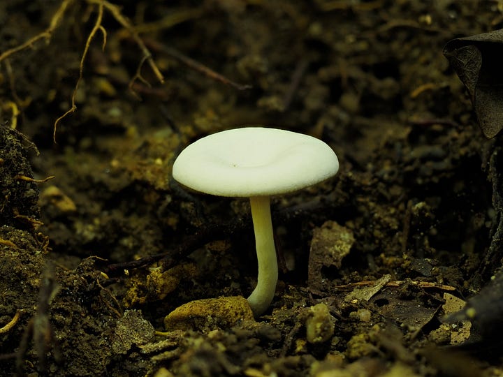 Dragon's Crest | Fungi Finds Through Krabi’s Wilderness