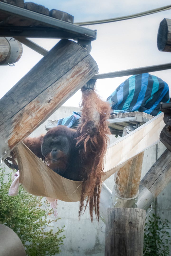 Reference Photos of Zoo Animals