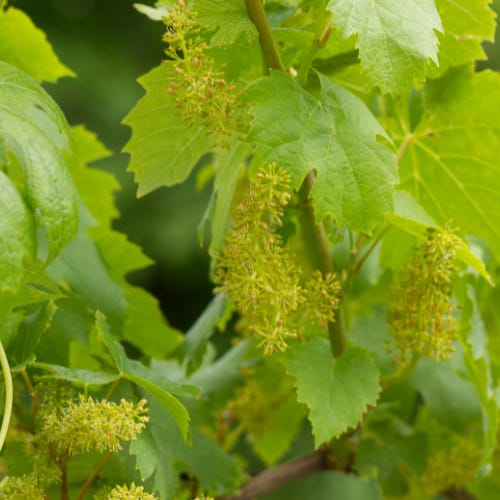 25 Native Fruit of Virginia - Feeding Appalachia