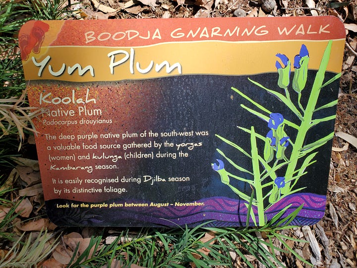 Wanderings in Whadjuk Country - by J.P. - Bush Food Forager