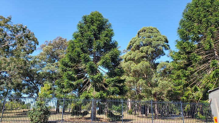 Bunya Nut - by J.P. - Bush Food Forager