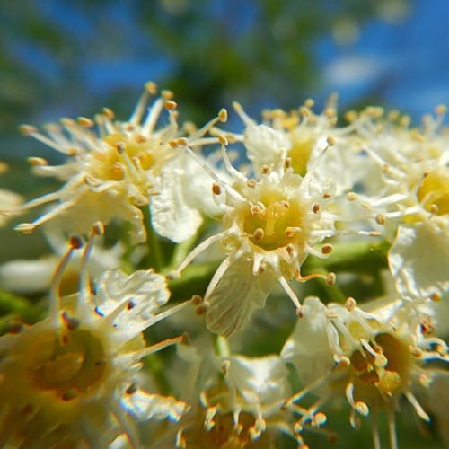 25 Native Fruit of Virginia - Feeding Appalachia