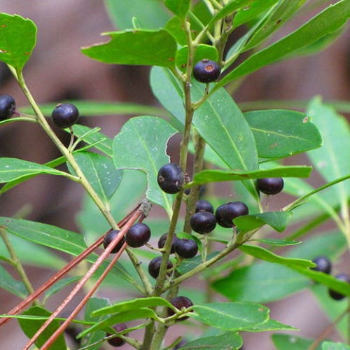 25 Native Fruit of Virginia - Feeding Appalachia