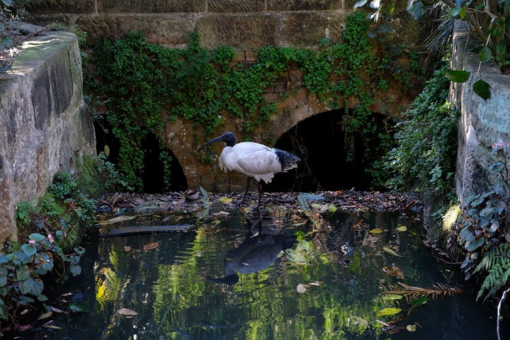 Since when have birds gotten so exciting? - by Bea Urmos