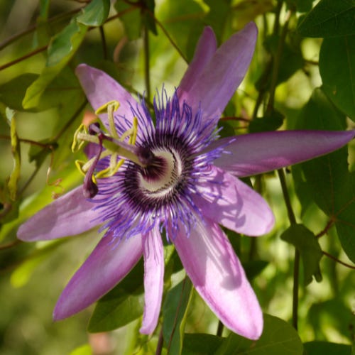 25 Native Fruit of Virginia - Feeding Appalachia