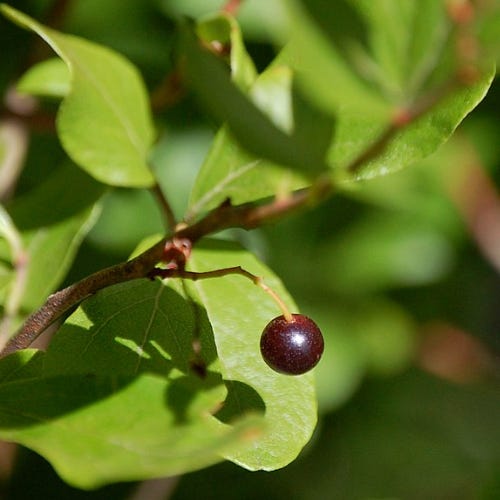 25 Native Fruit of Virginia - Feeding Appalachia