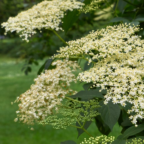 25 Native Fruit of Virginia - Feeding Appalachia