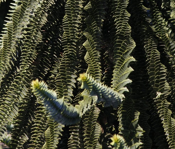 Bunya Nut - by J.P. - Bush Food Forager