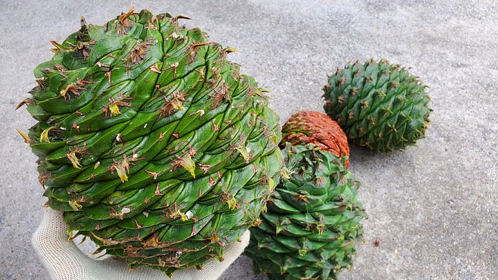 Bunya Nut - by J.P. - Bush Food Forager
