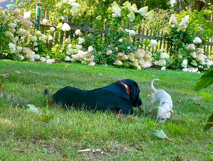 Prompt 258. The Most Epic Foster Fail