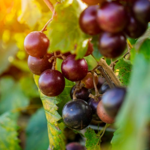 25 Native Fruit of Virginia - Feeding Appalachia