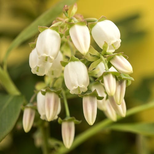 25 Native Fruit of Virginia - Feeding Appalachia