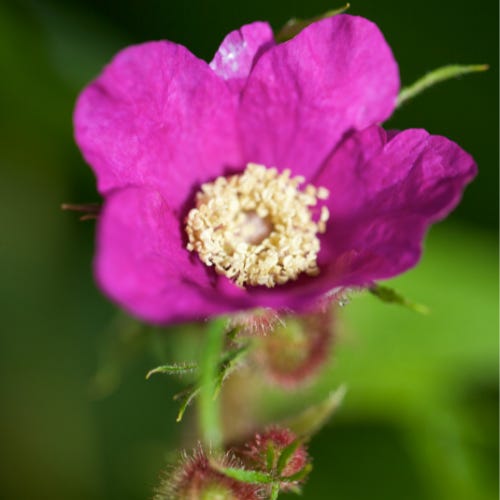 25 Native Fruit of Virginia - Feeding Appalachia