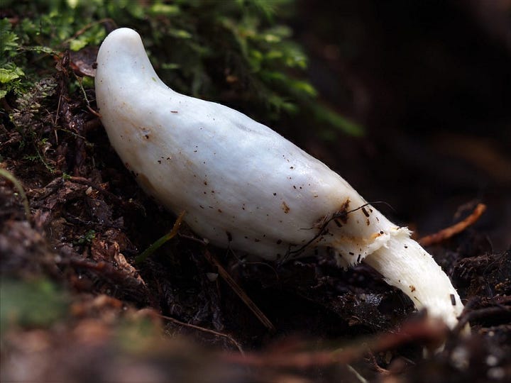 Unearthing the Colorful and Bizarre Pouch Fungi of New Zealand