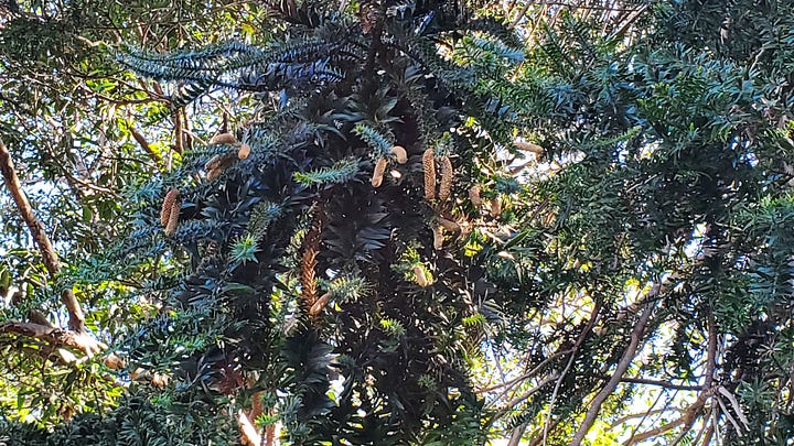 Bunya Nut - by J.P. - Bush Food Forager