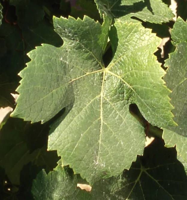 Decoding Grapes: The Art of Ampelography