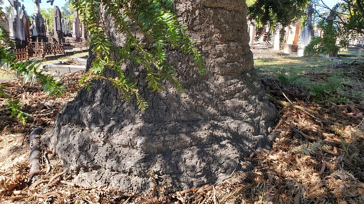 Bunya Nut - by J.P. - Bush Food Forager