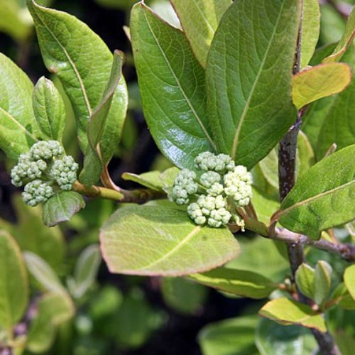 25 Native Fruit of Virginia - Feeding Appalachia