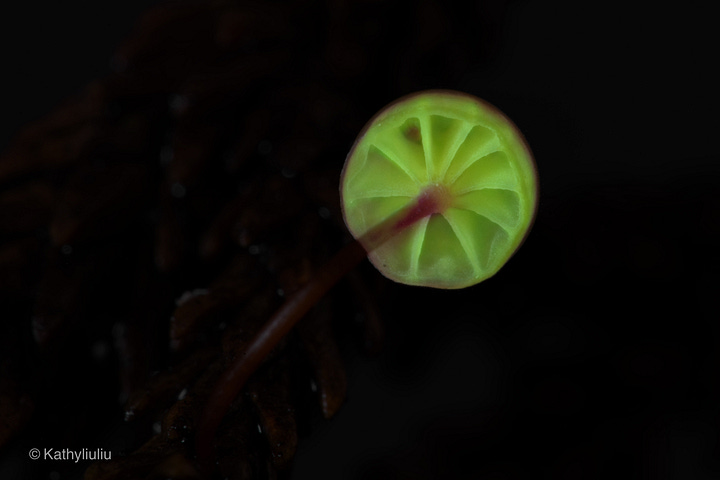 Glowing Discoveries: One Photographer's Journey into the World of ...