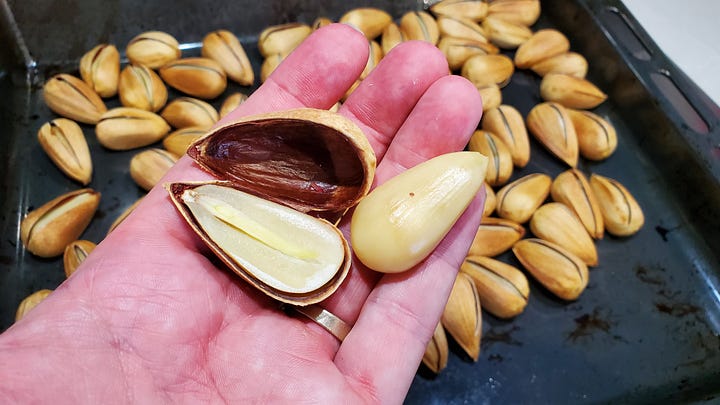 Bunya Nut - by J.P. - Bush Food Forager