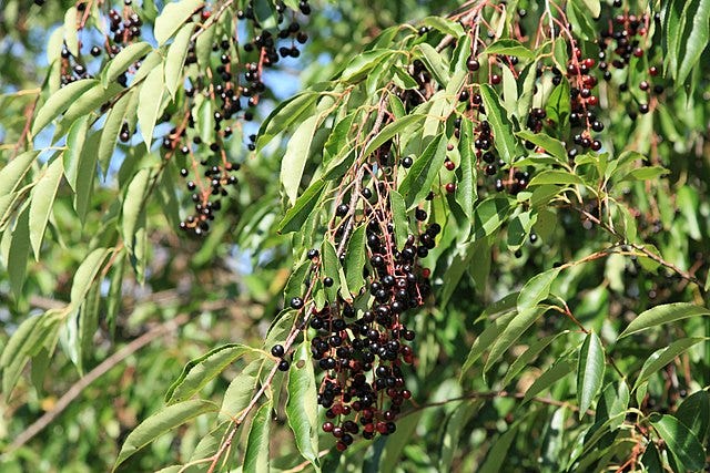 25 Native Fruit of Virginia - Feeding Appalachia