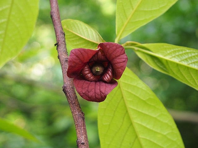 25 Native Fruit of Virginia - Feeding Appalachia